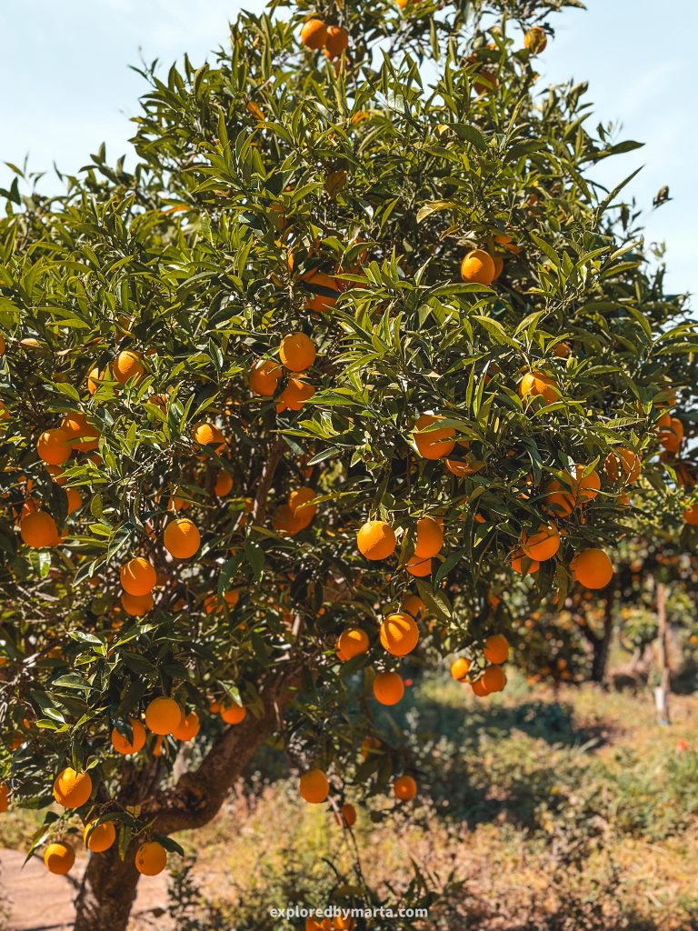 13 ultimate best things to do in Sóller, Mallorca